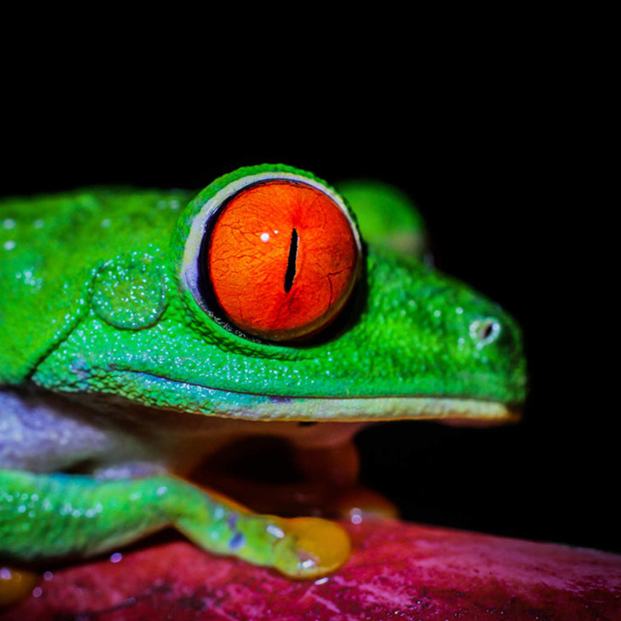 Monkey Park – Costa Rica